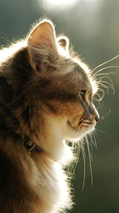 Cat Mobile Wallpapers Top Free Cat Mobile Backgrounds WallpaperAccess