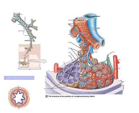 Pulmonary Circuit Chapter 24 Diagram Quizlet