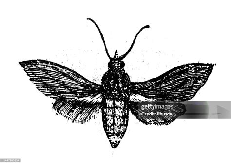 Antique Engraving Illustration Sphinx Moth High Res Vector Graphic