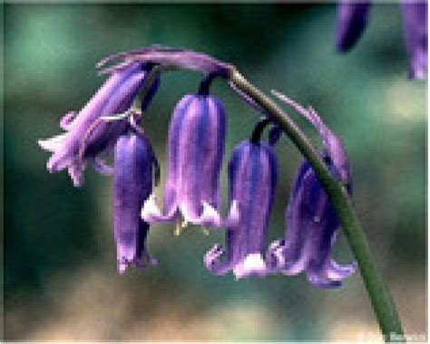 A Multi Division Convolutional Neural Network Based Plant Identification System PeerJ