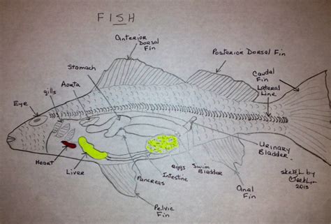 Fish Natural Selection Sex In The Wild