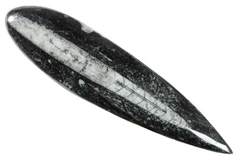 5 1 Polished Fossil Orthoceras Cephalopod Morocco 216205 For