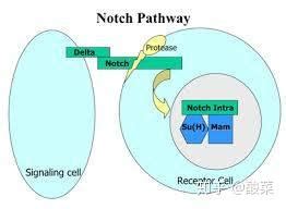 经典信号通路总结——notch信号通路 知乎