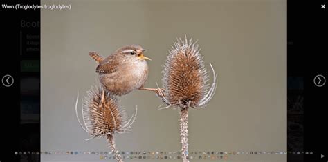 Top Plugin Bootstrap Tốt Nhất Trong Năm