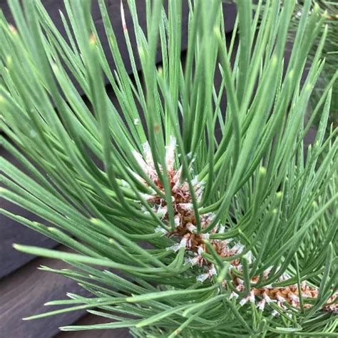 European Black Pine Ornamental Tree Pinus Nigra