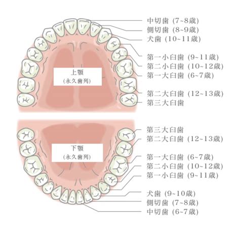 歯についての一般知識～乳歯とは？～｜ブログ｜北24条かやの歯科クリニック