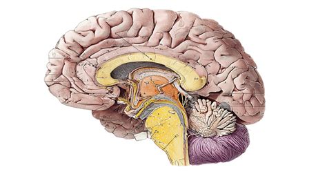 Brain Limbic System Diagram
