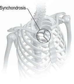 To Movement And Joints Musculoskeletal Key