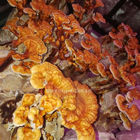 [medicinal] Ganoderma Multipileum R Mushroomgrowers