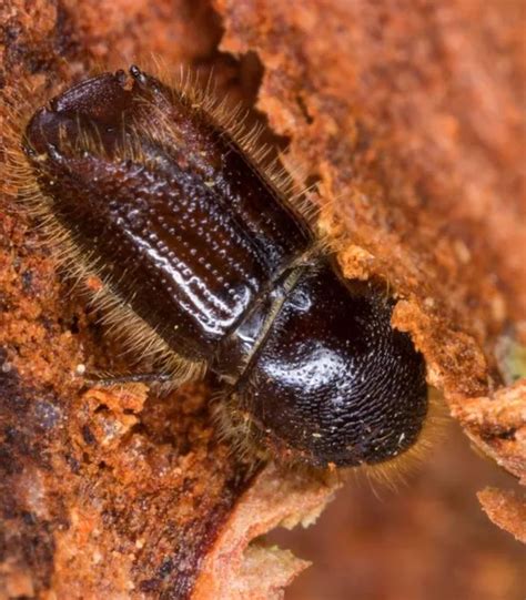 Bark Beetle Combating Bark Beetle In Cherry Trees