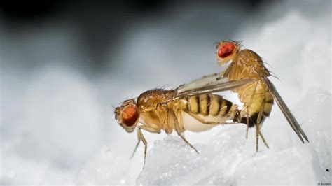 Bug Sex It´s Complicated Dw 10 10 2024