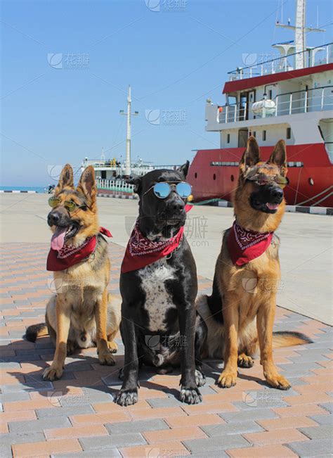 眼镜 狗 柳条 德国牧羊犬 领巾 非凡的 红松 颈 垂直画幅 机敏