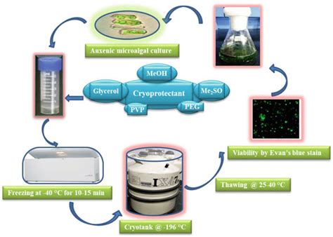 2 Process Of Cryopreservation Download Scientific Diagram