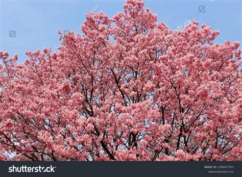 Japanese Red Cherry Blossom Tree At Jaxon Lawson Blog