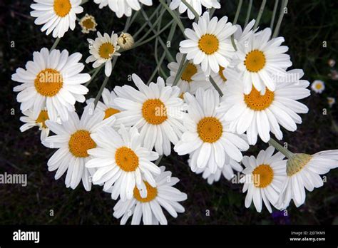 The Pyrethrum Daisy Source Of Pyrethroid Insecticides On The