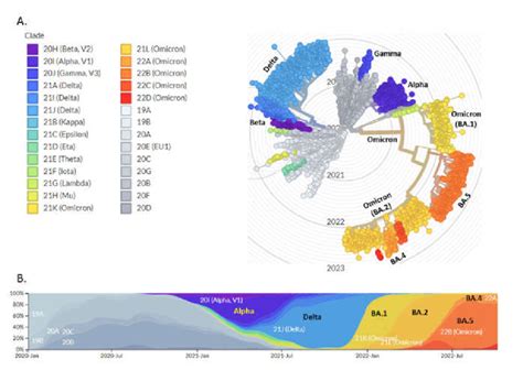 A A Time Resolved Maximum Likelihood Phylogeny Of A Representative