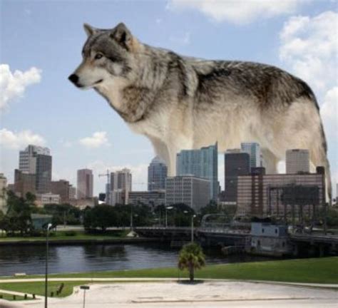 Real Giant Wolf