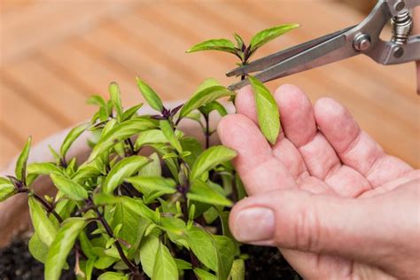 How To Grow Thai Basil In Your Herb Garden
