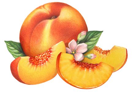 Peach Clip Art