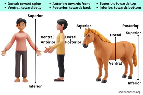 Anatomical Terms Of Location Anterior Vs Posterior And Dorsal Vs Ventral