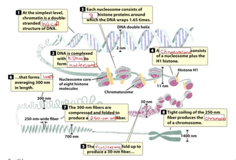 Genetics Ch 11 Chromosome Structure Pt 1 Flashcards Quizlet