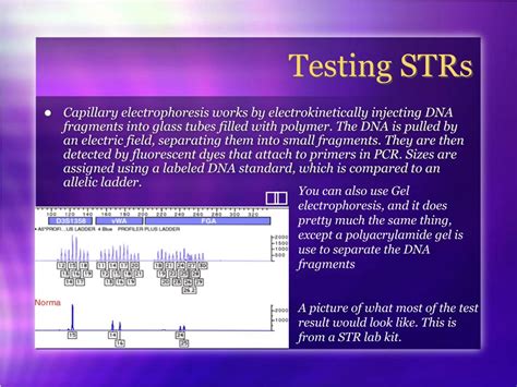 Ppt Short Tandem Repeats Str And Variable Number Tandem Repeats Vntr Powerpoint