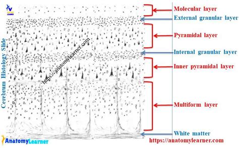 Cerebrum Histology 6 Different Layers With Labeled Diagram