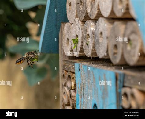 A Leaf Cutter Bee Carrying Leaf Section To The Bee Hotel And Sealing The Nesting Tubes Stock