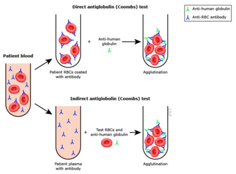 47 Overview And Classification Of Immunological Disease Flashcards Quizlet