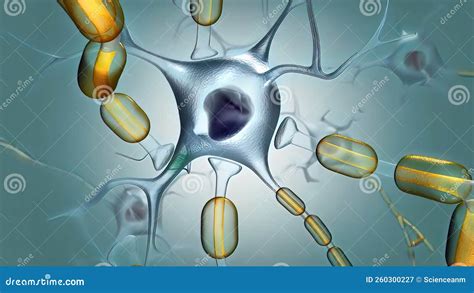 A Neuron Has Three Main Parts Dendrites An Axon And A Cell Body Or Soma Stock Illustration