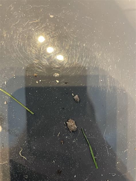 Dead Bed Bugs Rbedbugs