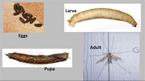 When To Treat Crane Fly Larvae