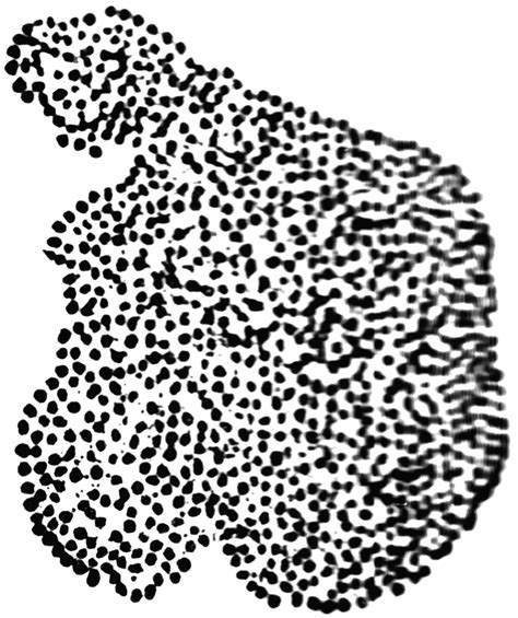 Micrococci Clipart Etc