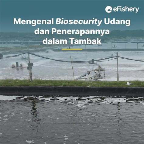 Mengenal Biosecurity Udang Dan Penerapannya Dalam Tambak Efishery
