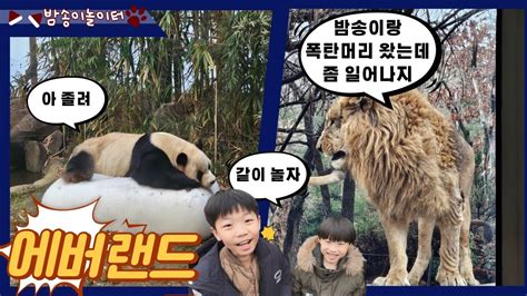 용인 에버랜드 놀이동산 판다월드 푸바오 러바오 아이바오 루이 후이바오 에버랜드 에버랜드 사파리 에버랜드 로스트밸리 에버랜드 나비체험관 용인 가볼만한 곳