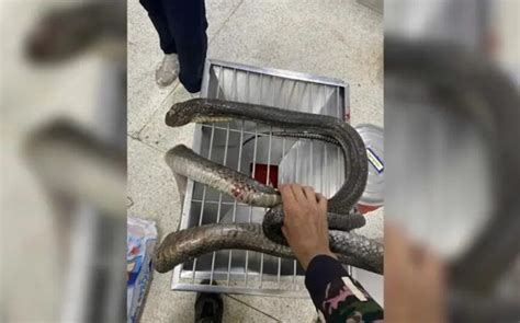 Woman Survives King Cobra Attack Brings Snake To The Hospital