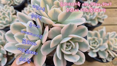 24527프리티다육에서 이쁜애옆에 이쁜다육 만나보실께요 Youtube