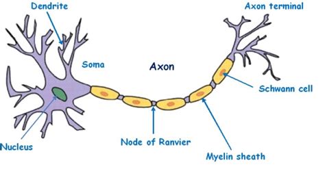 Important Bio Diagrams For CBSE Class 10 Board Exam 2021