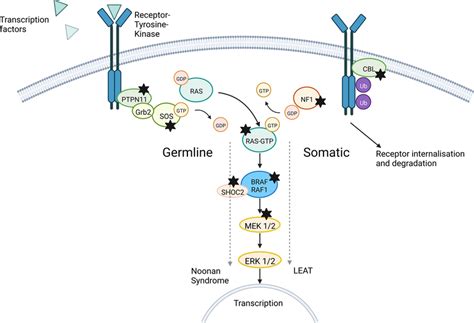Ras Map Kinase Pathway Alterations In Gg With Adverse Clinical Download Scientific Diagram