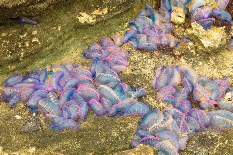 26 Different Types Of Jellyfish In The Ocean