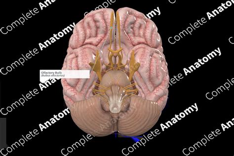 olfactory bulb complete anatomy