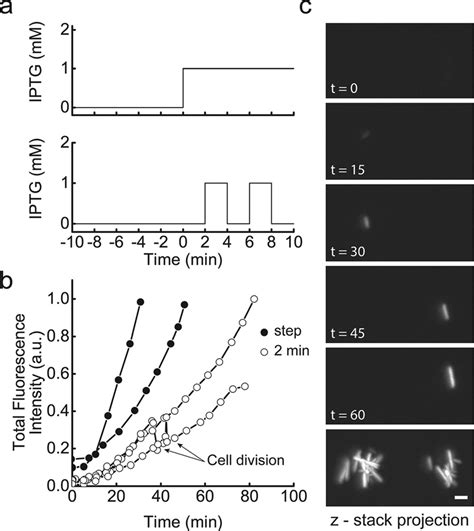 Quantifying Intracellular Gene Expression Upon Rapid Environmental