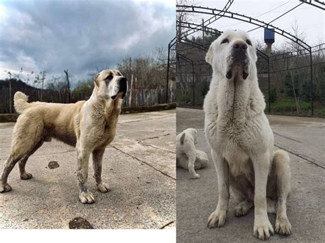 ალაბაის ყიდვა გაყიდვა შეჯვარება დასავლეთში