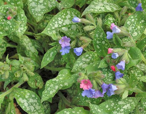 Медуница лекарственная (лат. Pulmonaria officinalis)