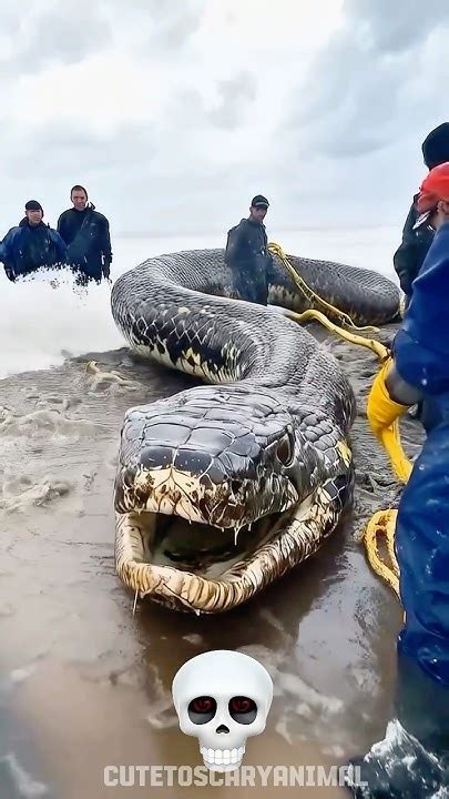 Worlds Biggest Python 💀 Shorts Troll Youtube