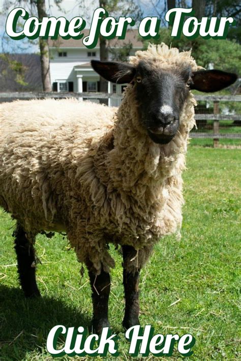Safe Haven Farm Sanctuary Dedicated To Compassion Toward All Beings