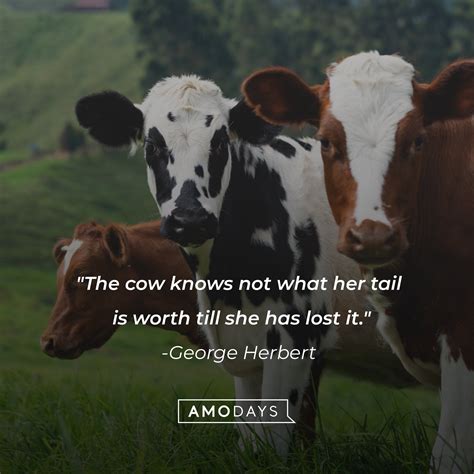 41 Cow Quotes To Make You Laugh Learn And Think