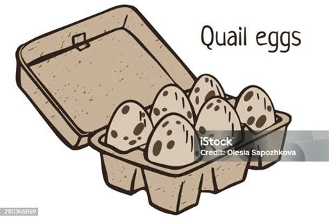 상자에 메추라기 알 메추라기 농업 포스터 전단지 농산물 패키지 책 디자인에 대 한 벡터 개요 그림 가금류 농장 및 계란 생산