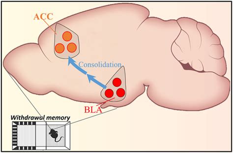 Projection From The Basolateral Amygdala To The Anterior Cingulate Cortex Facilitates The