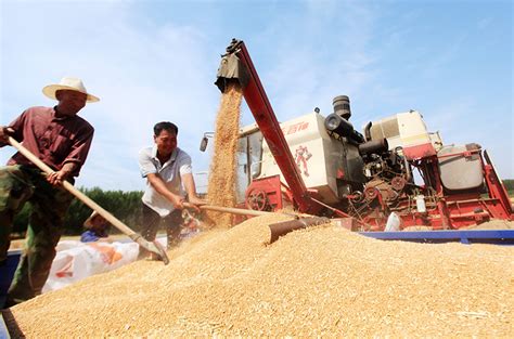 Chinas Summer Grain Output Falls For First Time In Five Years